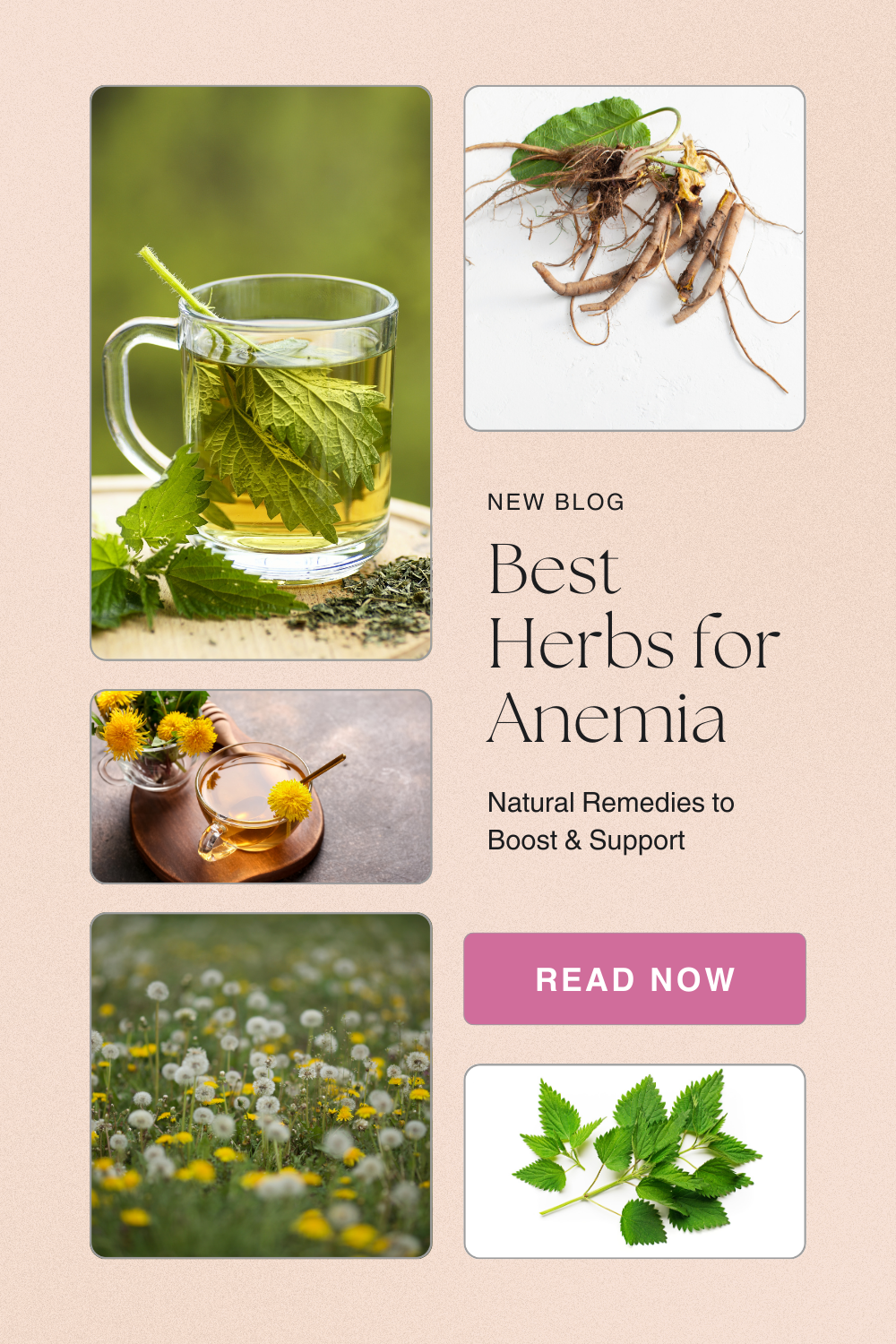Best Herbs for Anemia: Natural Remedies to Boost & Support - Pioneer ...