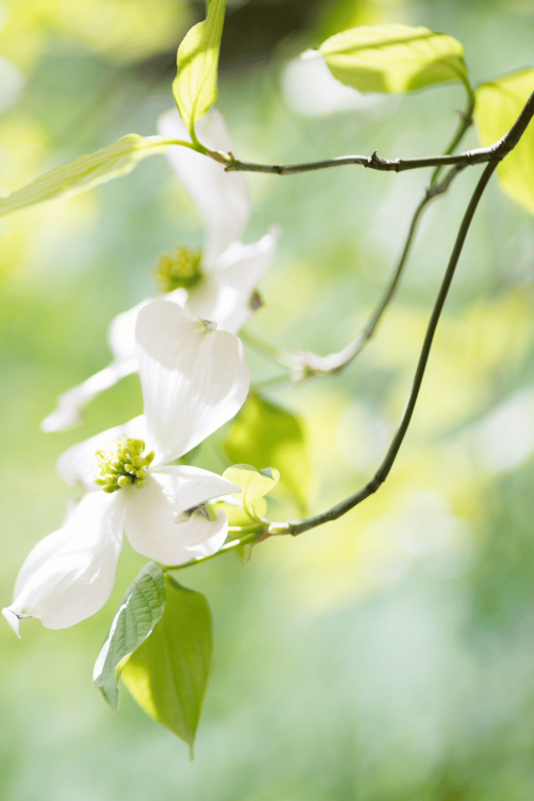 Best Herbs for Nerve Pain: The Top Natural & Effective Remedies ...