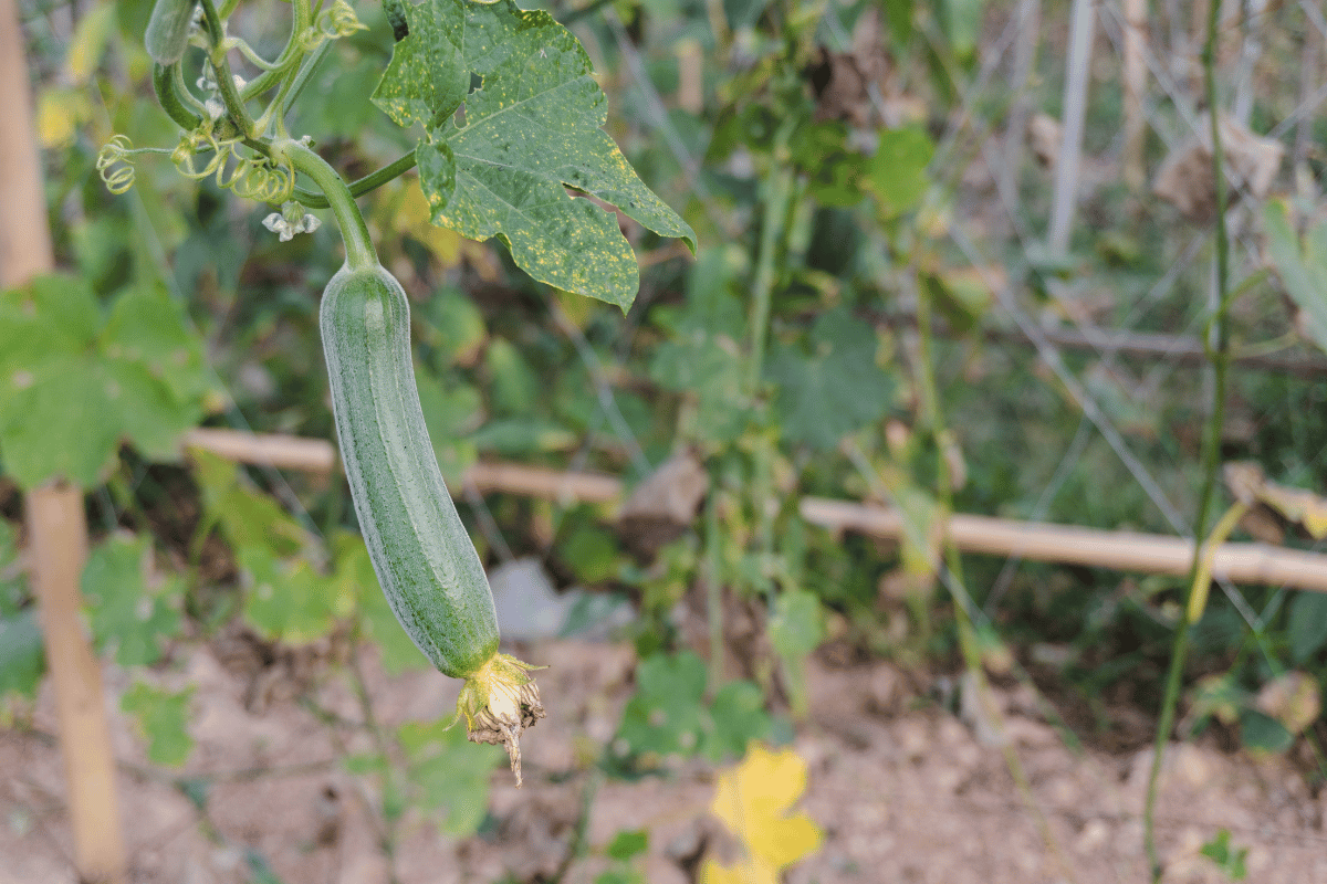 How to Trellis Zucchini Vertically: Increase Your Garden Space ...