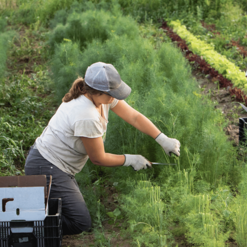 How to Grow Dill from Cuttings: Super Simple Guide - Pioneer Health ...
