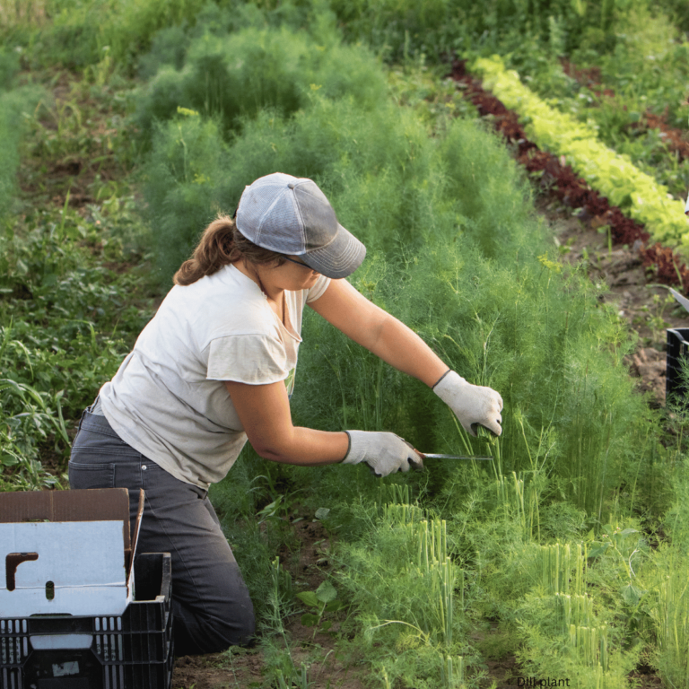 How to Grow Dill from Cuttings: Super Simple Guide - Pioneer Health ...