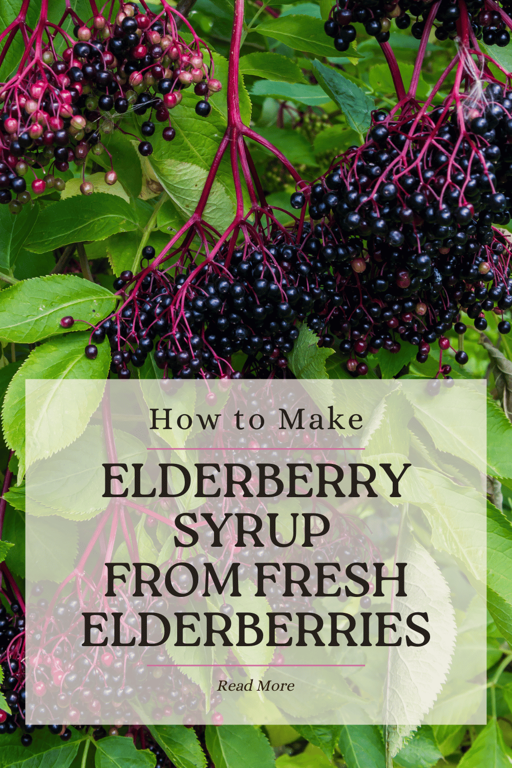 How to Make Elderberry Syrup from Fresh Elderberries: Recipe - Pioneer ...
