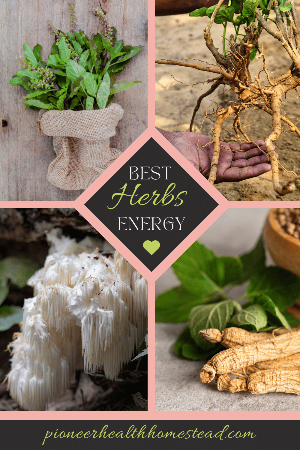 Best Herbs for Energy: Natural Herbal Boost - Pioneer Health Homestead