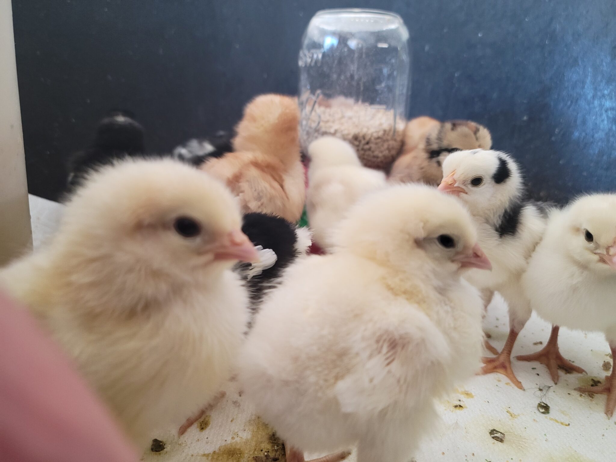 The Best Time to Get Chickens: Guide for Baby Chicks - Pioneer Health ...