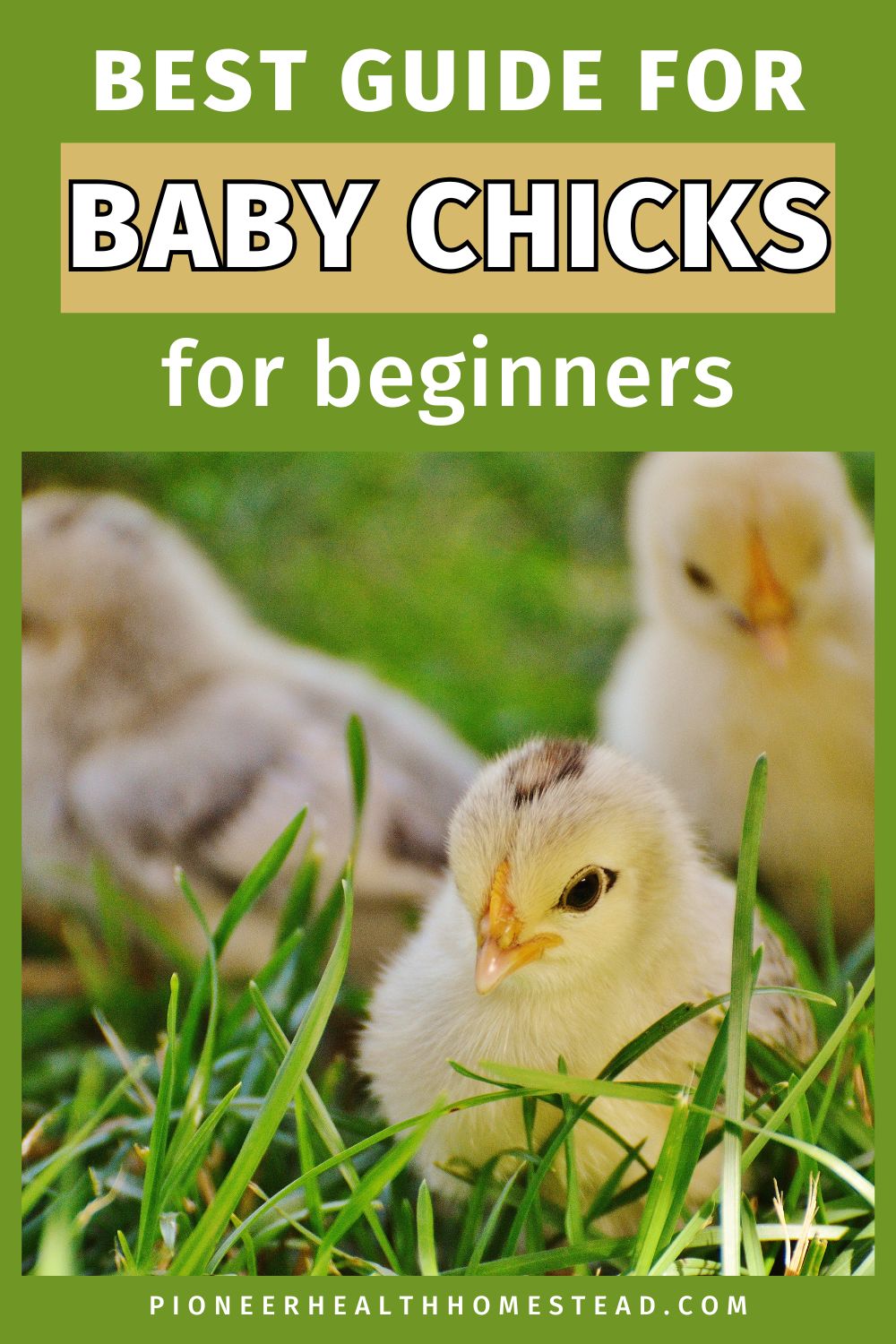 The Best Time to Get Chickens: Guide for Baby Chicks - Pioneer Health ...