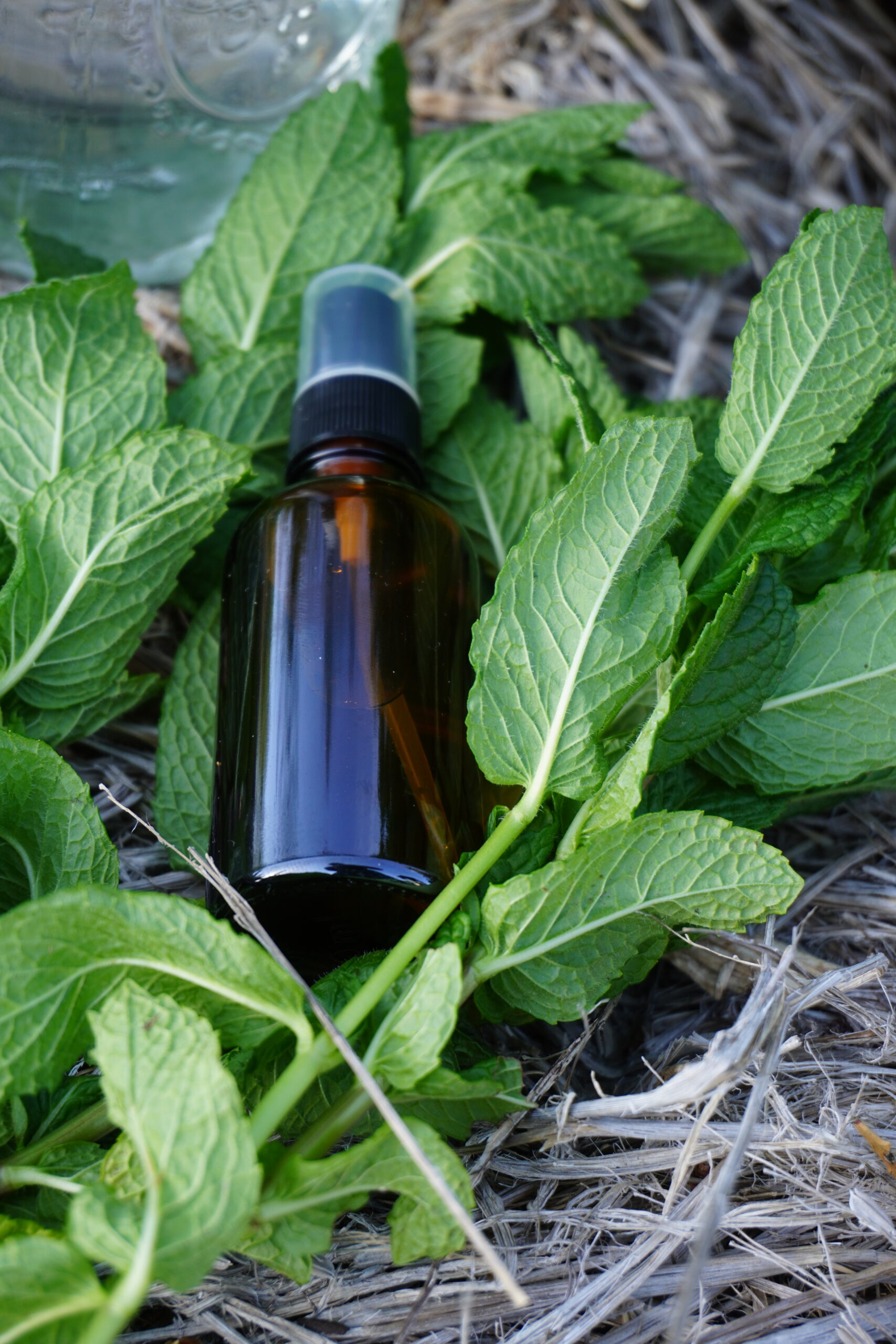 How to Make a Hydrosol at Home - Pioneer Health Homestead