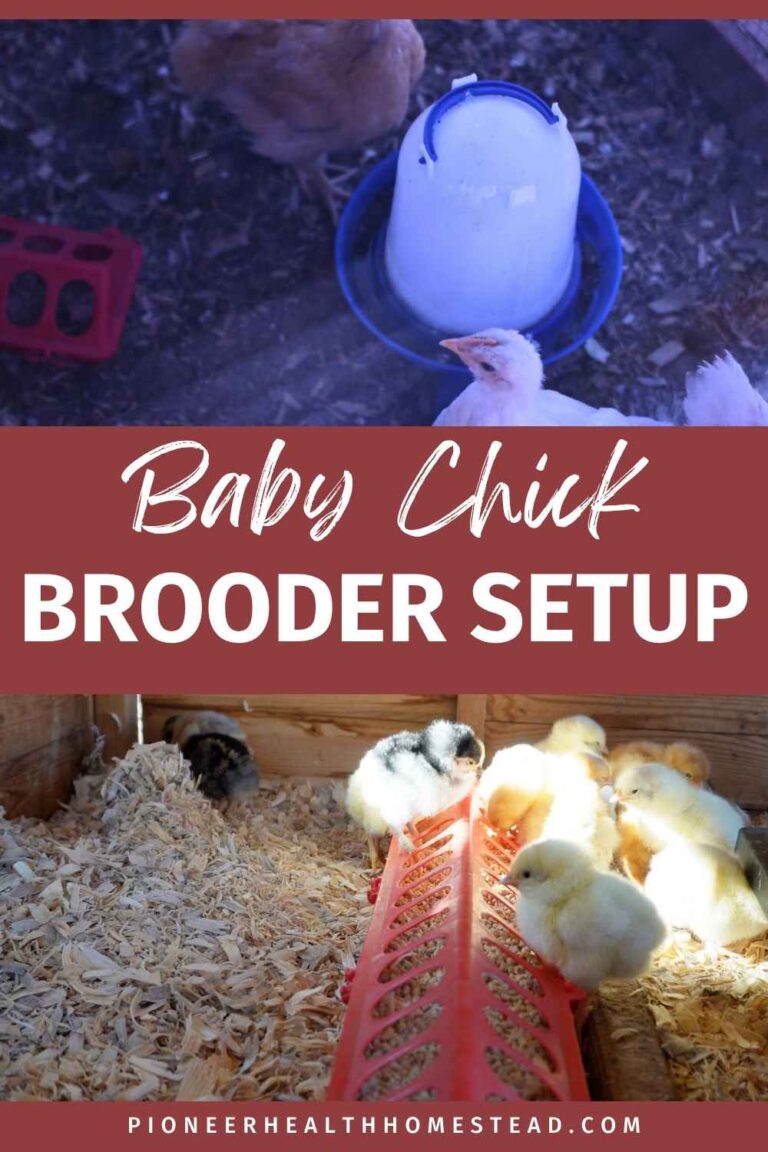 Easy Chick Brooder Setup for Beginners - Pioneer Health Homestead