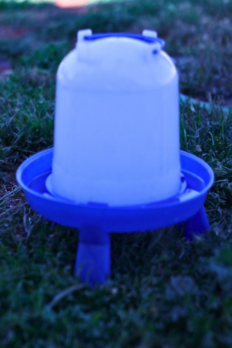 Easy Chick Brooder Setup for Beginners - Pioneer Health Homestead