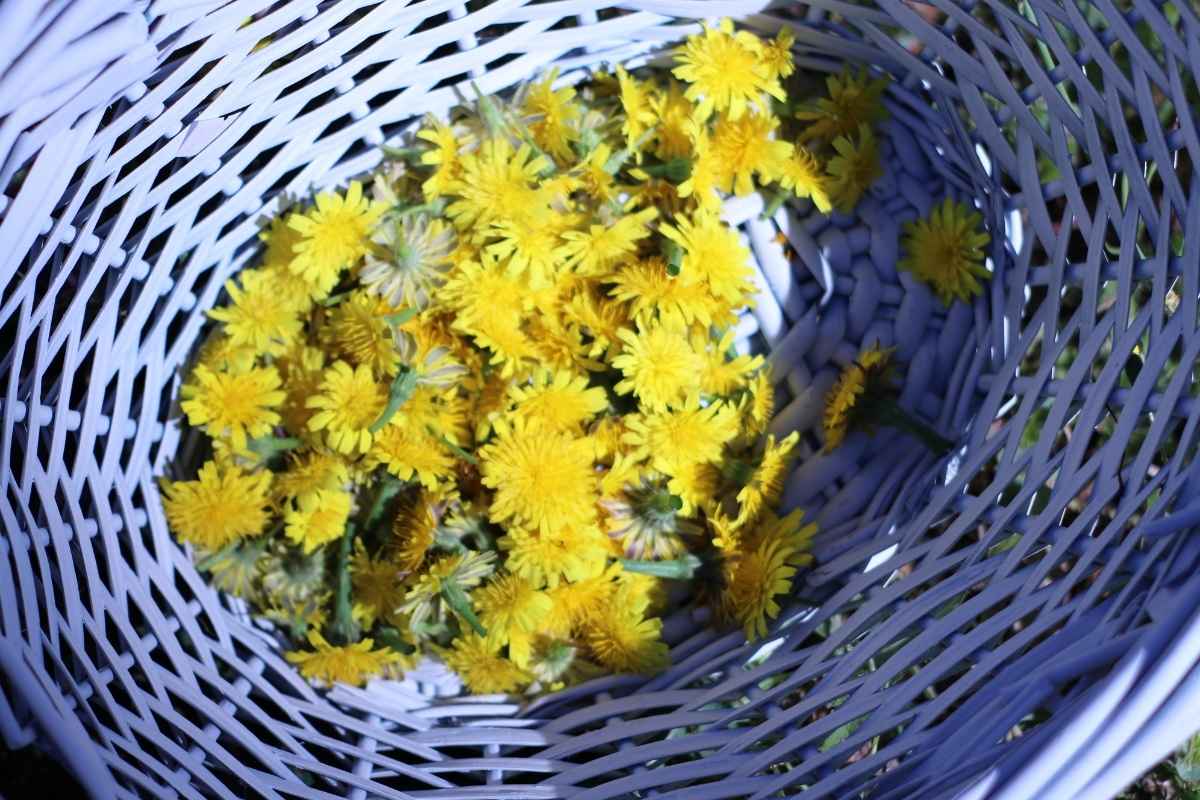 The Amazing Benefits of Dandelions You Didn't Know About - Pioneer ...