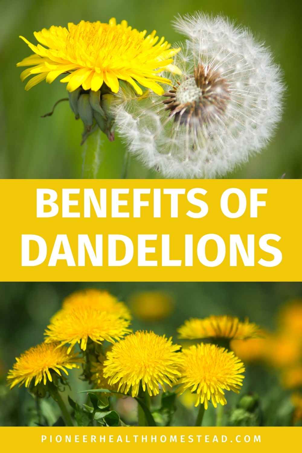 The Amazing Benefits of Dandelions You Didn't Know About - Pioneer ...